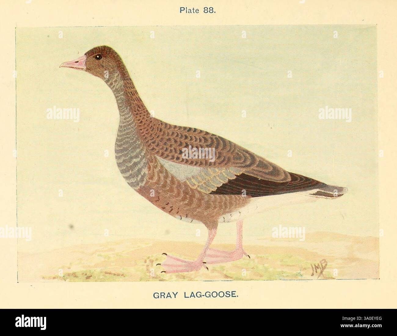 Gooses long neck transitions seamlessly hi-res stock photography and ...