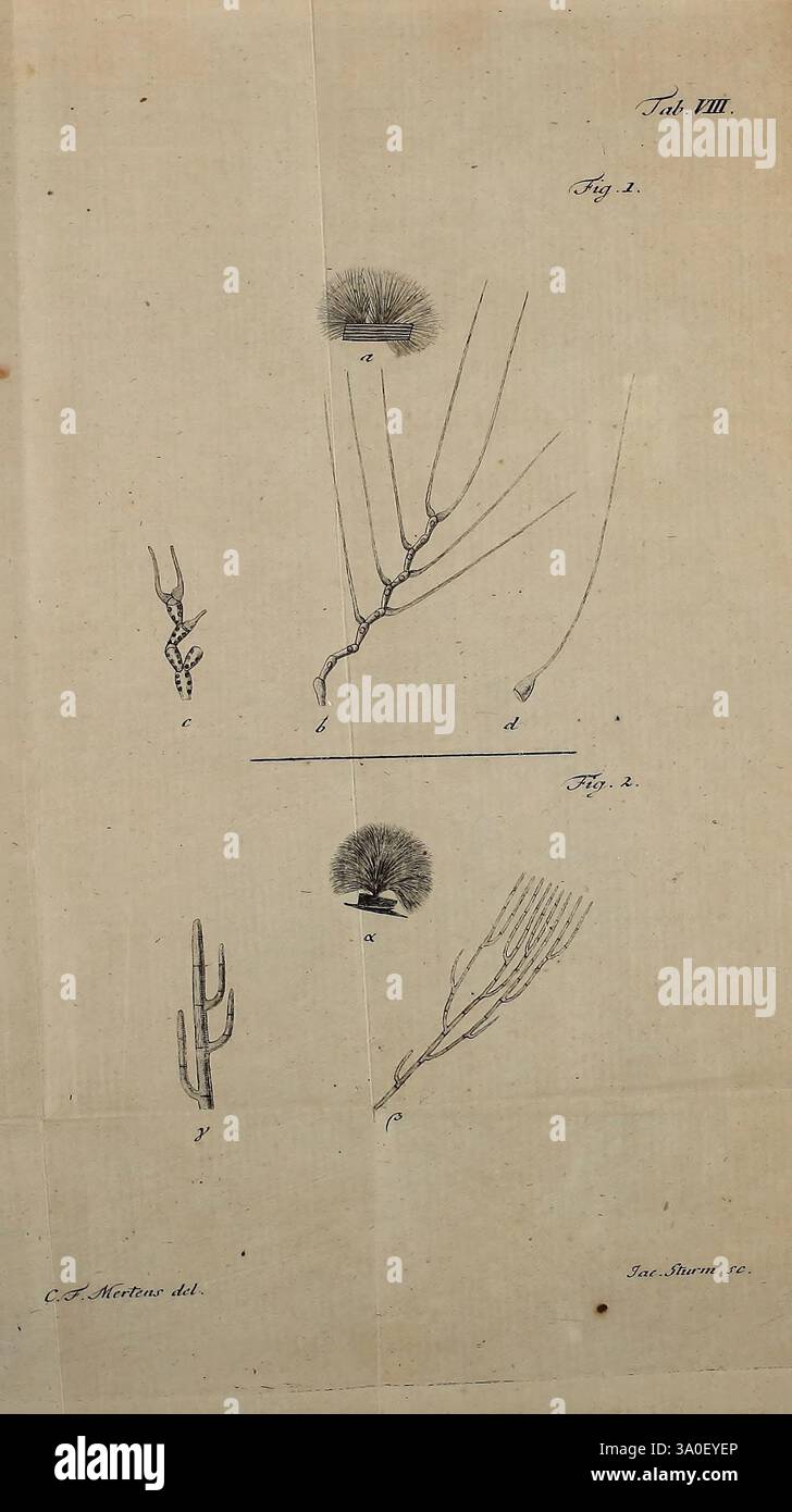 Cross sectional views of plant tissues hi-res stock photography and ...