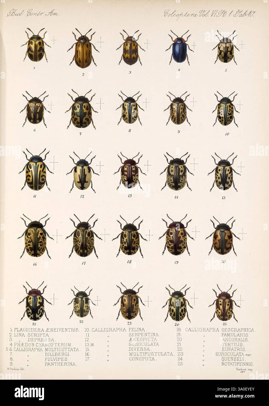 Biologia, Centrali-Americana, London, 1879-1915, archaeology, botany ...