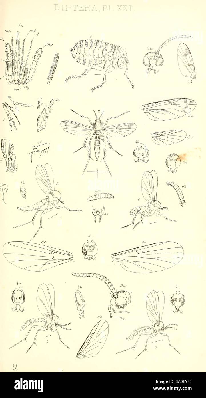Multiple entomological studies of flies hi-res stock photography and ...