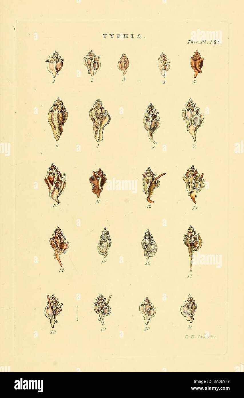 Thesaurus conchyliorum, or Monographs of genera of shells London ...