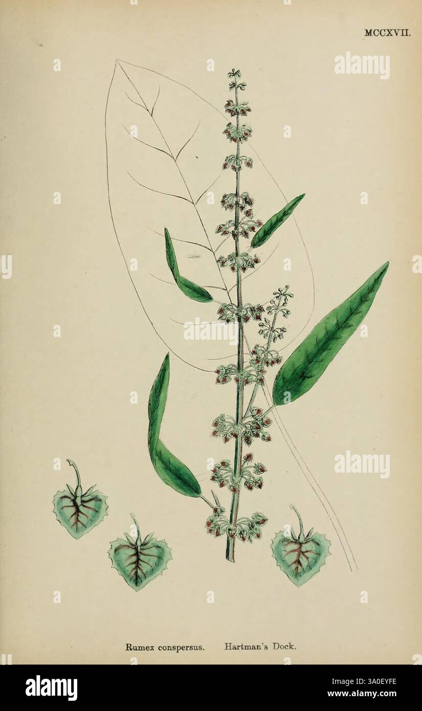 English, botany, or Coloured Figures of British Plants, London, R ...