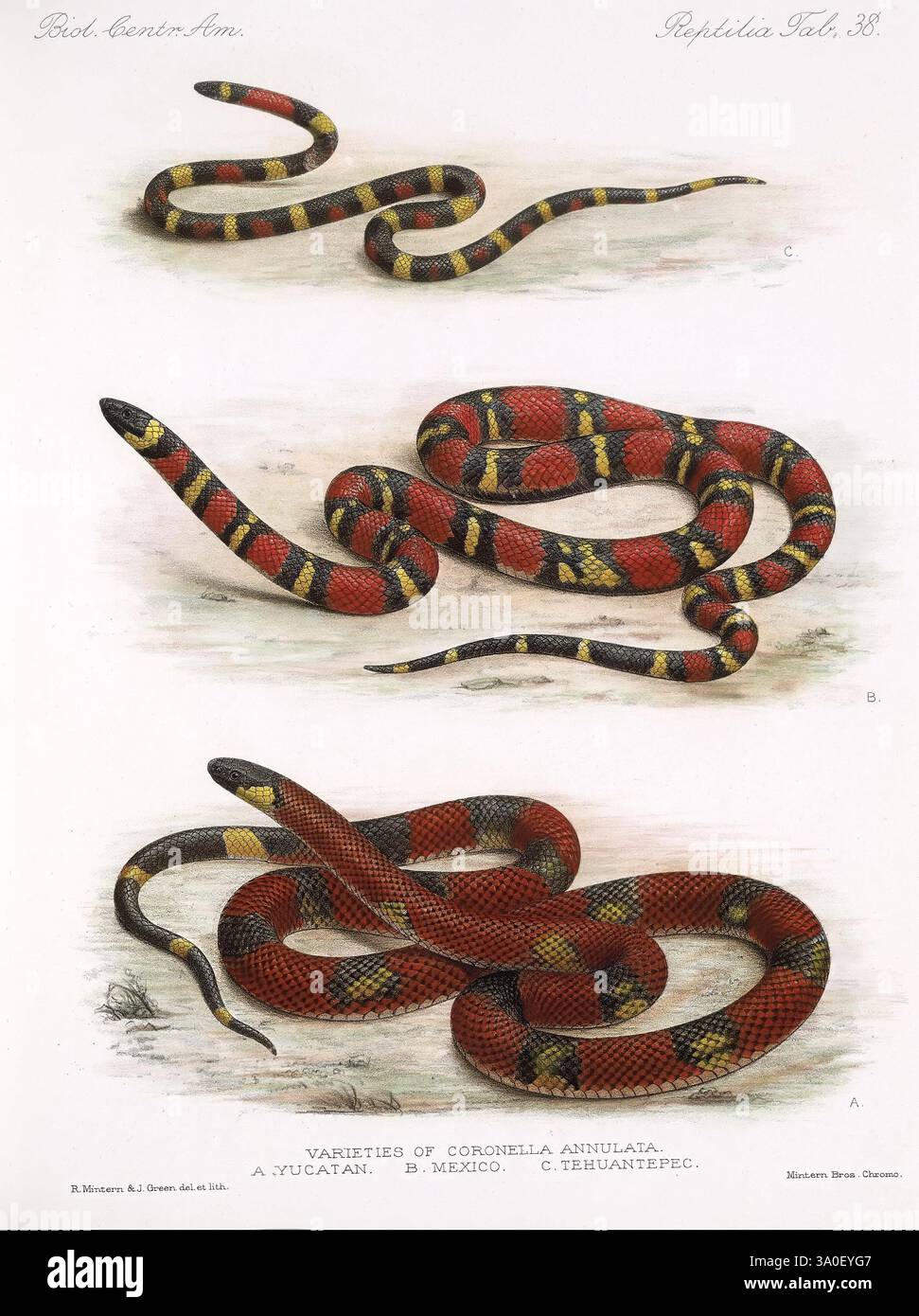 Illustration depicts three varieties hi-res stock photography and ...