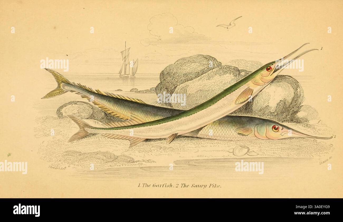 The natural history of British fishes Edinburgh, W. H. Lizars, 1843 ...