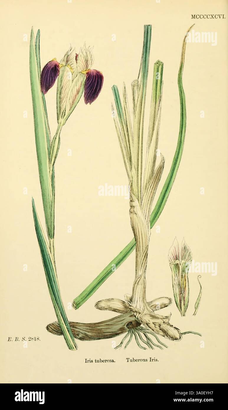 The illustration showcases the Iris tuberosa, commonly known as the ...