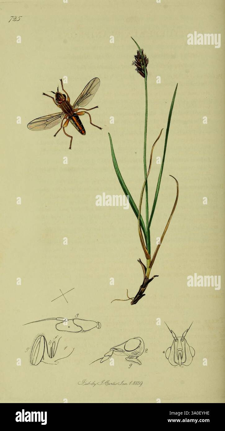 British Entomology London Printed for the Author 1823-1840 [i.e. 1840 ...