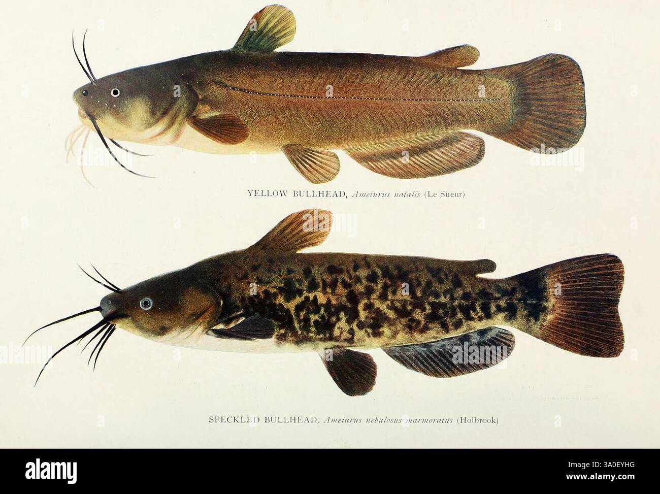 The fishes of Illinois, [Danville, Ill.], Pub. by authority of the ...