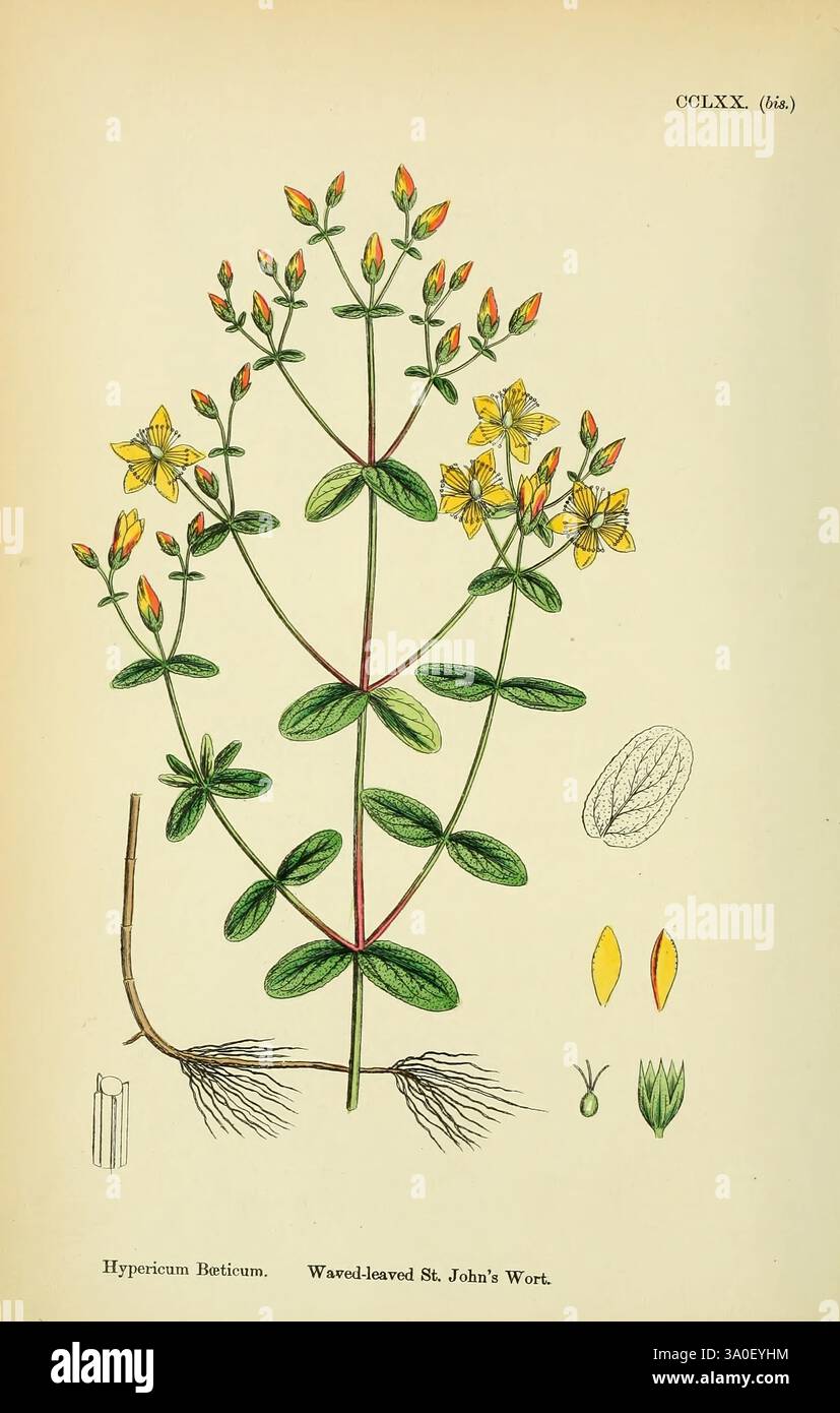 Wavy leaved st hi-res stock photography and images - Alamy