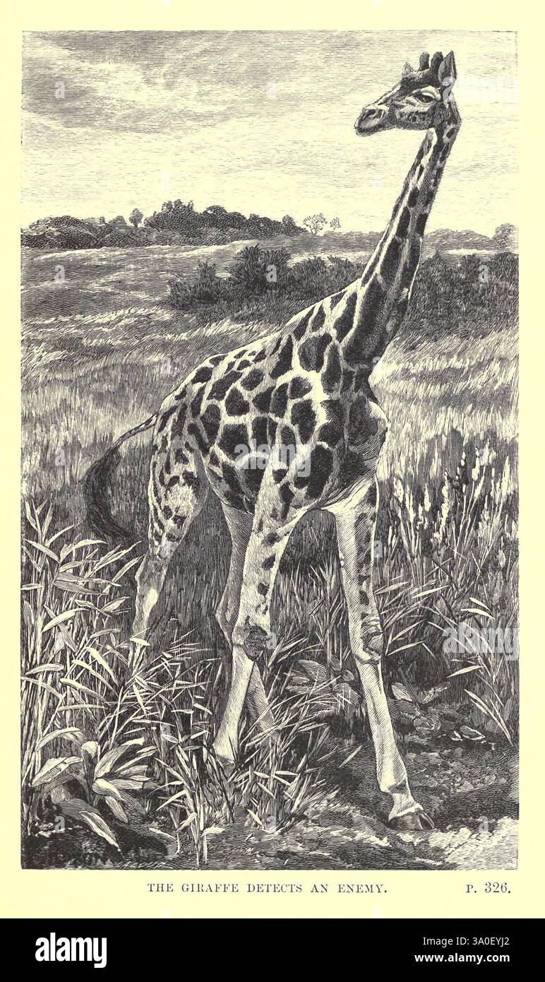 Giraffes heightened awareness hi-res stock photography and images - Alamy