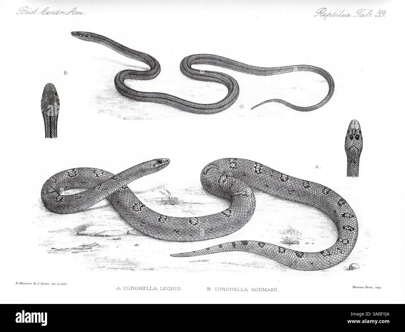Biologia Centrali-Americana, London, 1879-1915. Archaeology, Botany ...