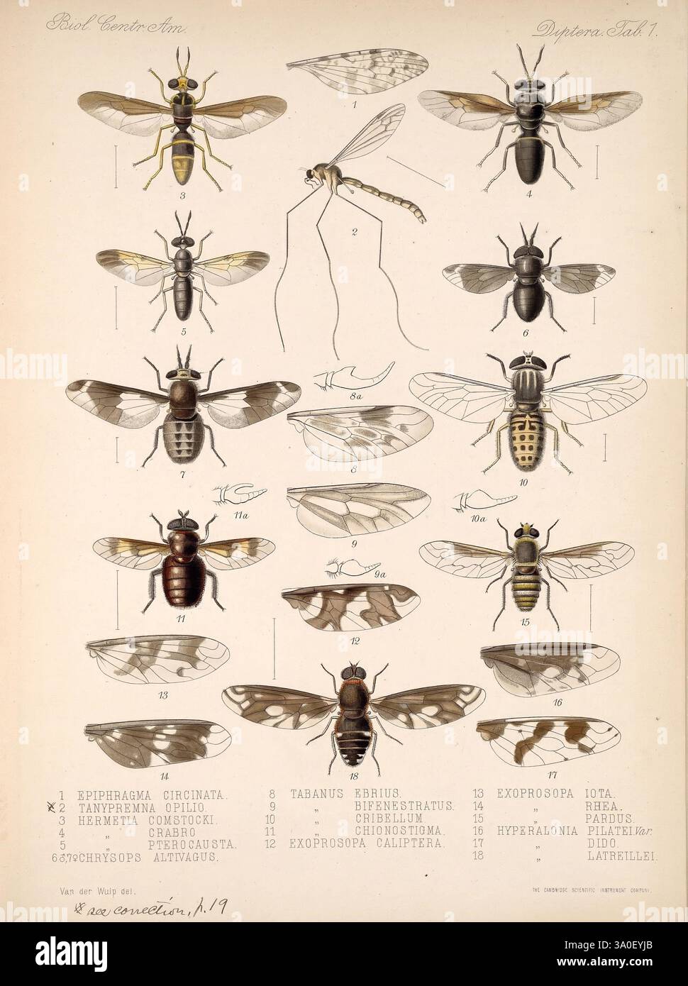 Biologia Centrali-Americana London Published for the editors by R. H ...