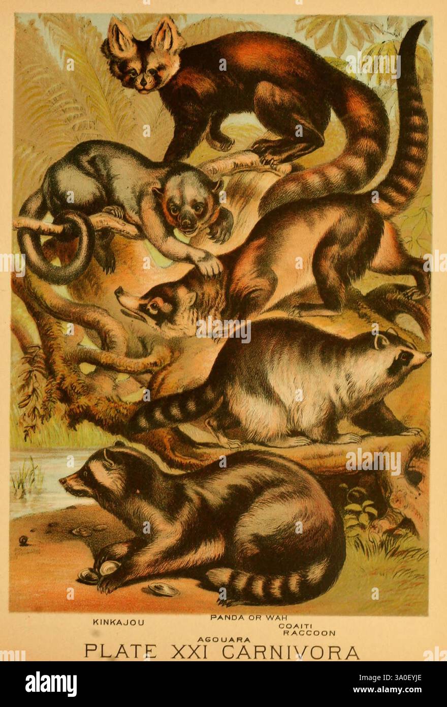 Showcases another carnivorous mammal hi-res stock photography and ...