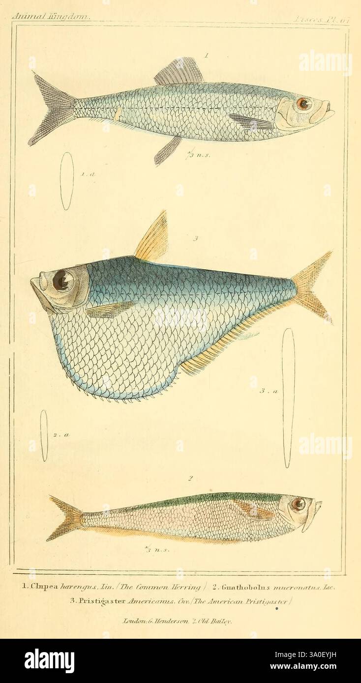 The animal kingdom, arranged according to its organization, serving as ...