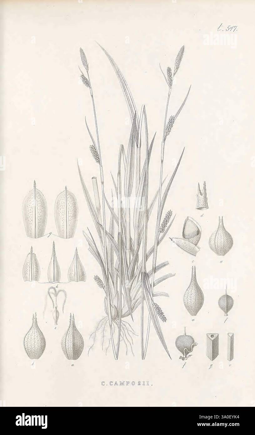 Illustrations of the genus Carex, London, William Pamplin, 1858-1867 ...
