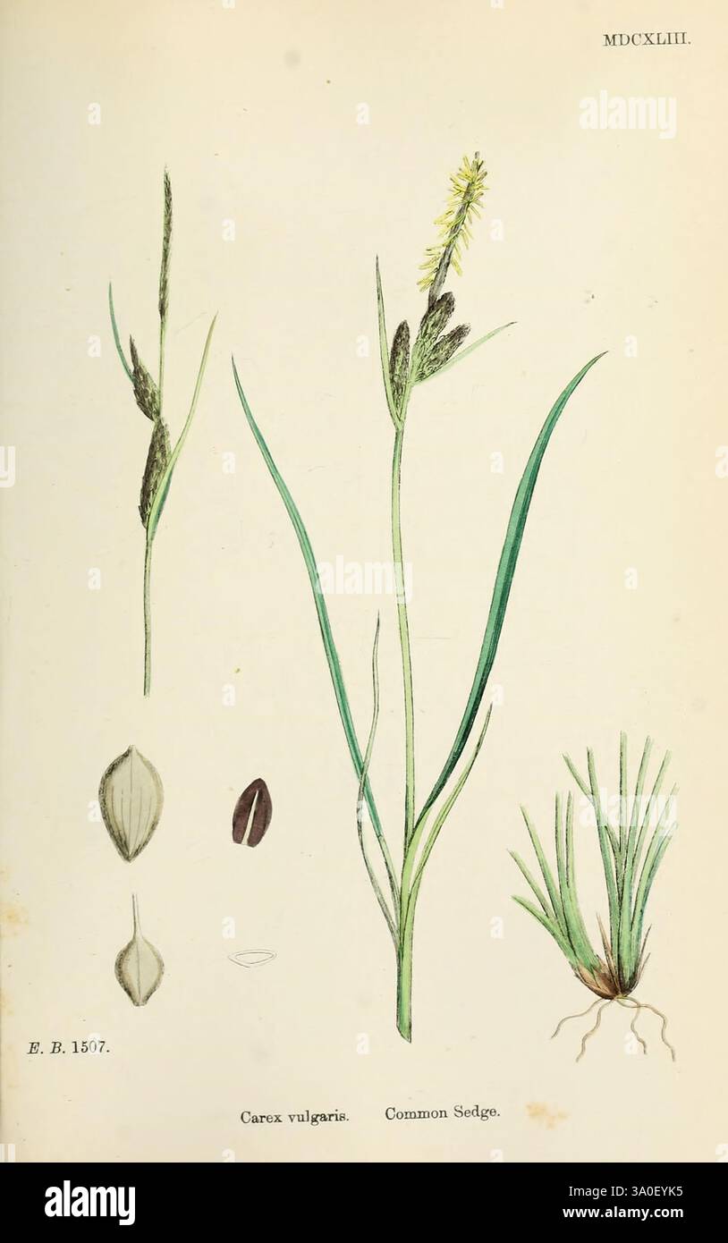 English, botany, or Coloured, figures, of, British, plants, London, R ...