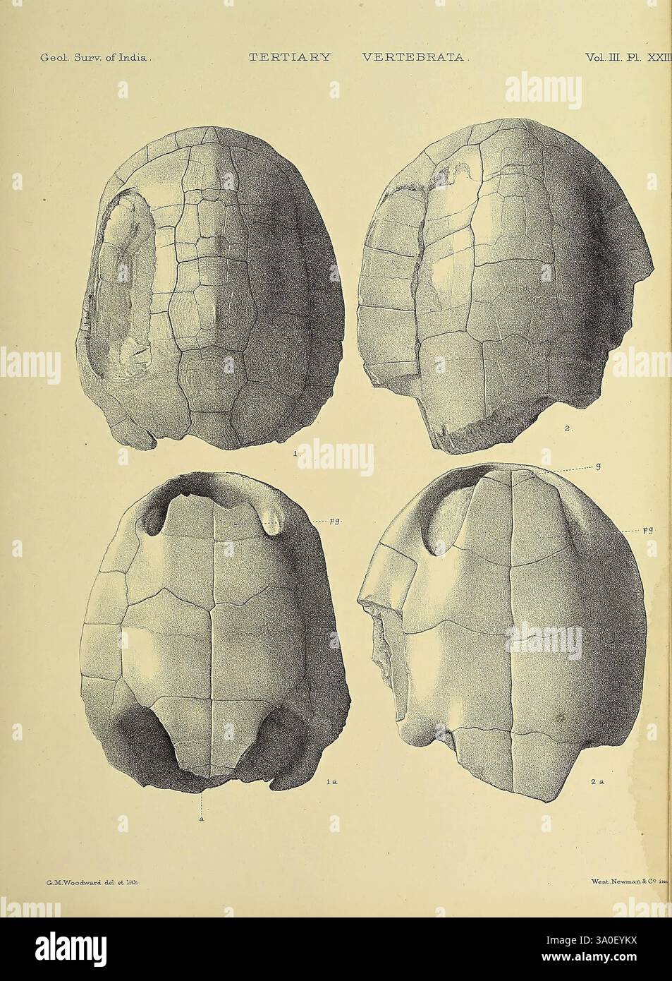 Indian Tertiary and post-Tertiary Vertebrata, Calcutta, Geological ...