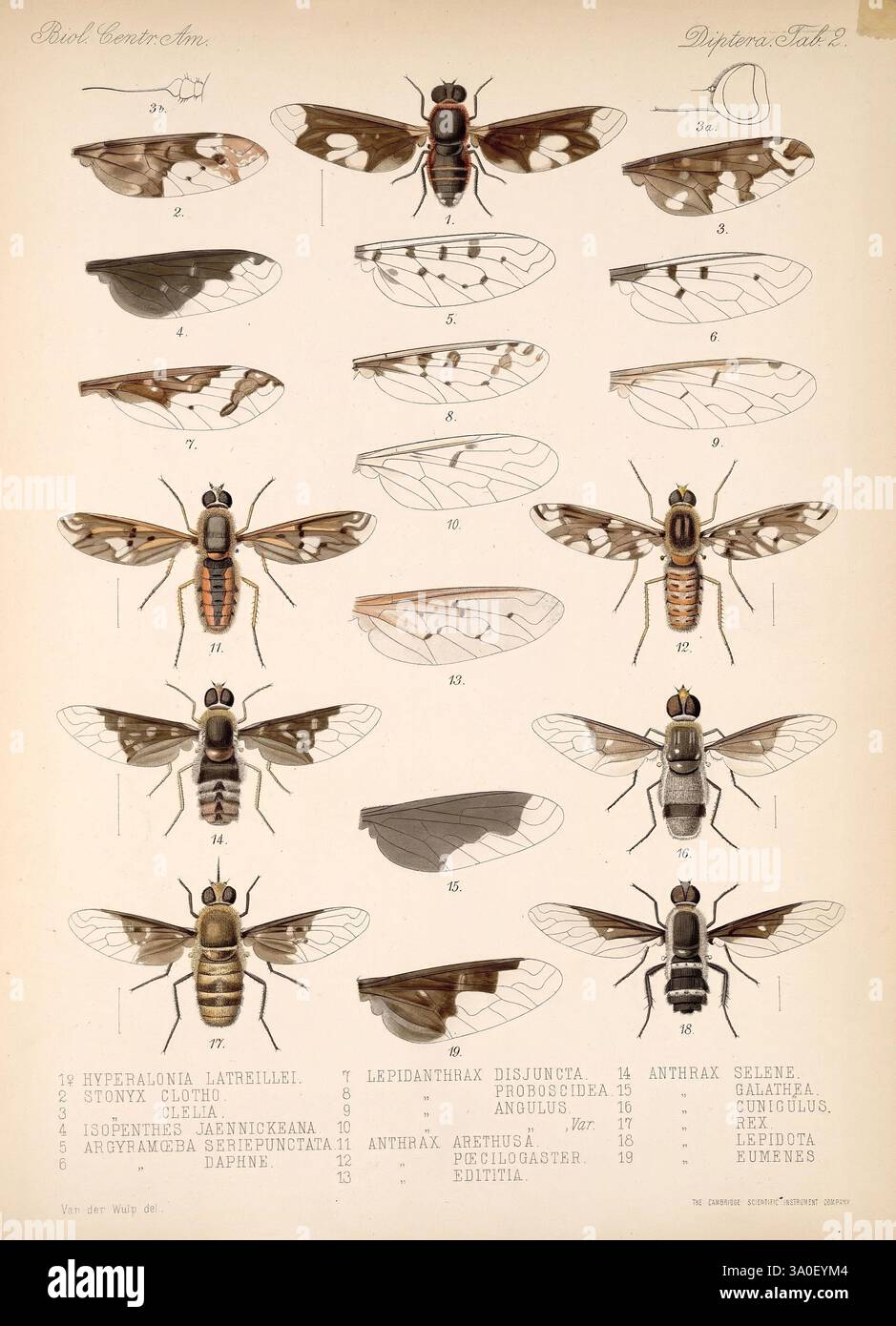 Series of labeled specimens hi-res stock photography and images - Alamy