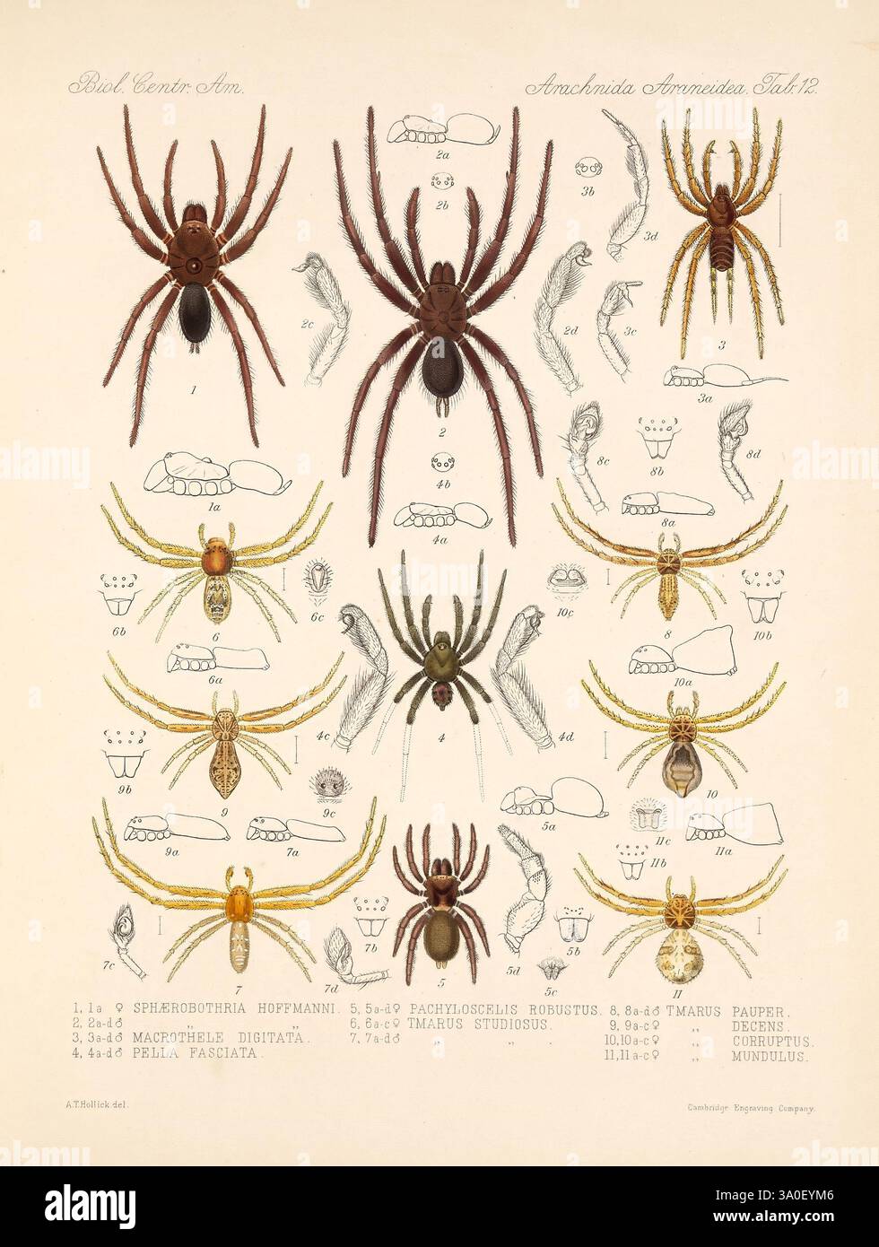 Biologia Centrali-Americana London, 1879-1915, Archaeology, Botany ...