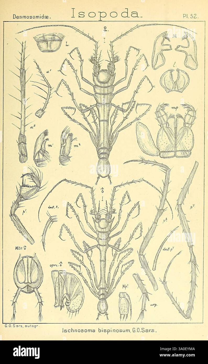 Additional depictions of various appendages hi-res stock photography ...