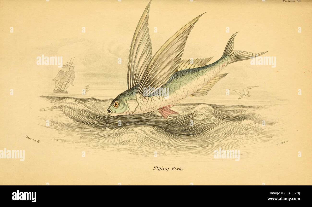 The natural history of British fishes v.1. Edinburgh, W. H. Lizars ...