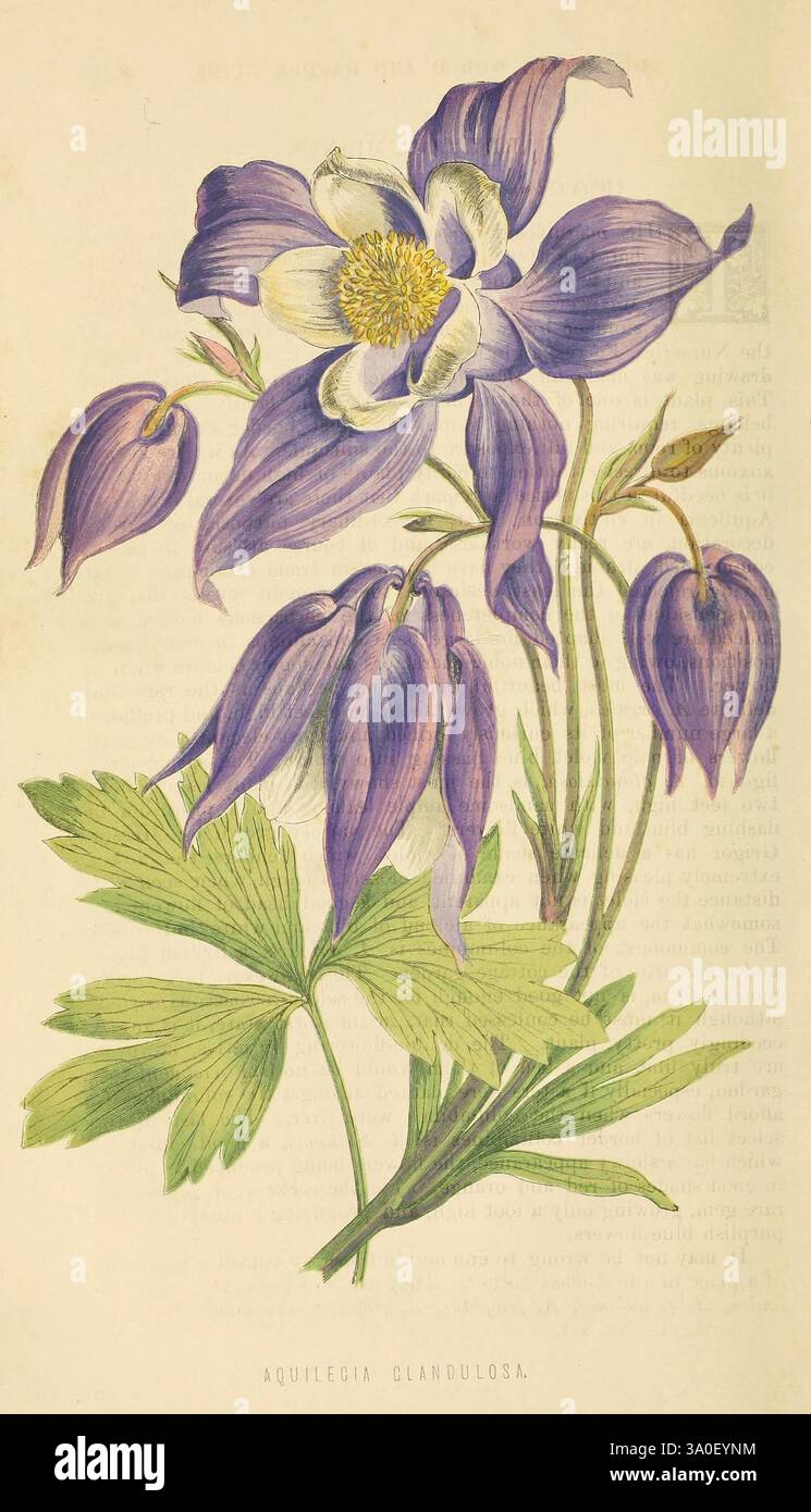 The Floral world and garden guide, 1858-1880, gardening, periodicals ...