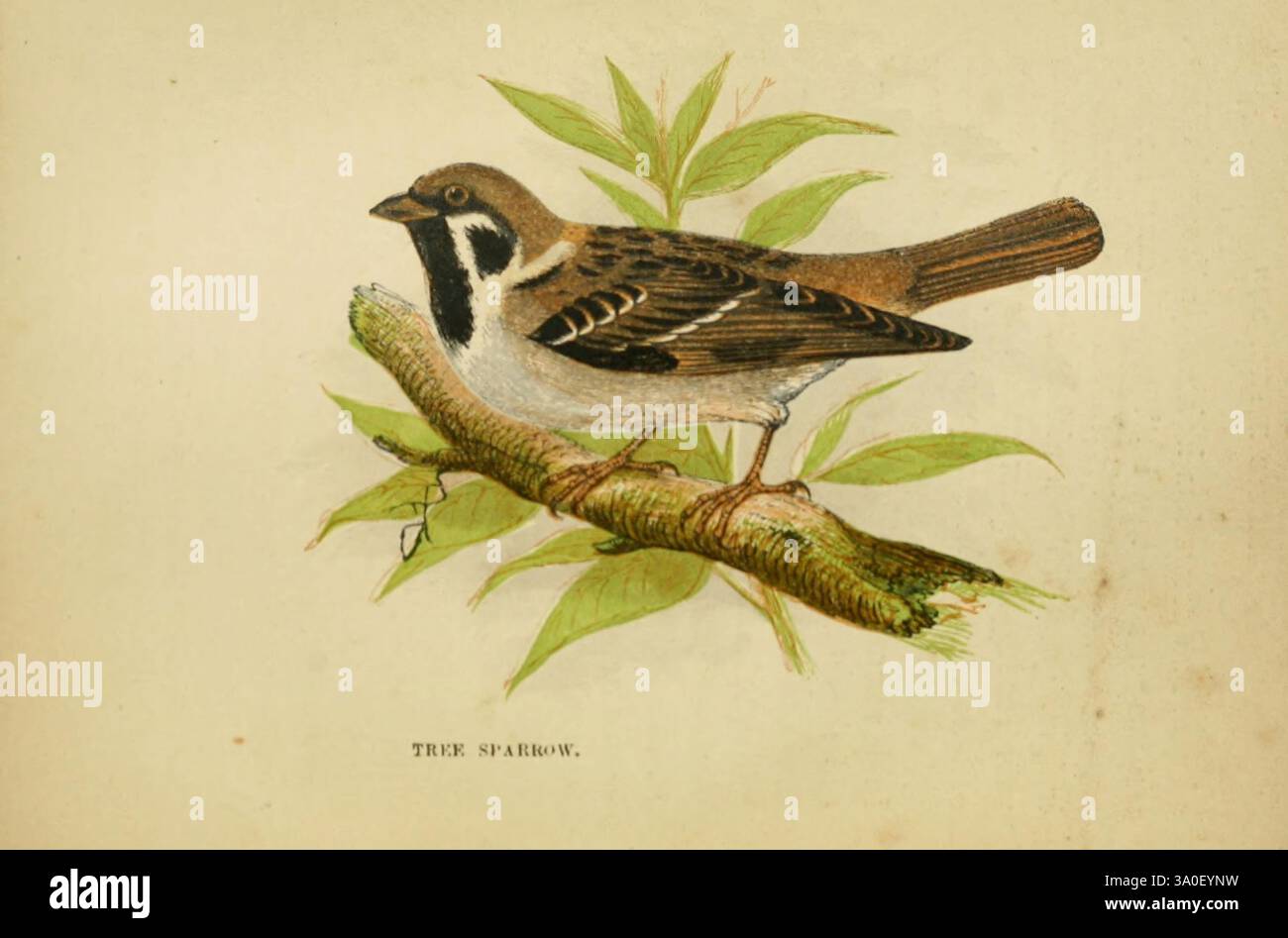 Sparrow identifies hi-res stock photography and images - Alamy