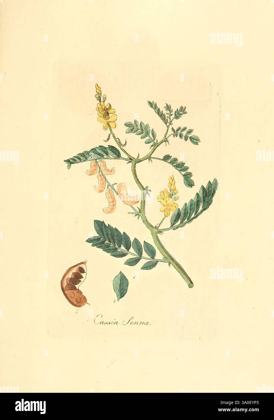 Crescent shaped caterpillar hi-res stock photography and images - Alamy