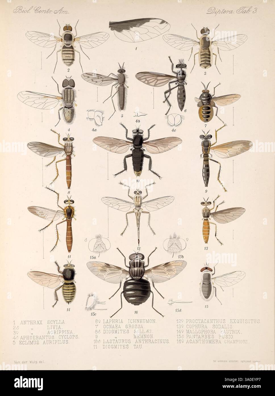 Various species of diptera hi-res stock photography and images - Alamy