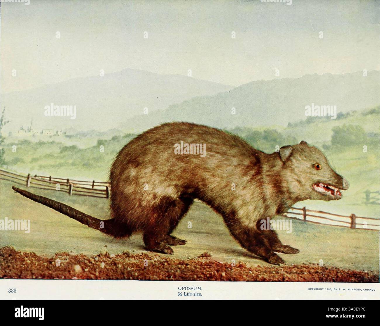 Nature Neighbors v.5 Chicago American Audubon Association [c1914 ...