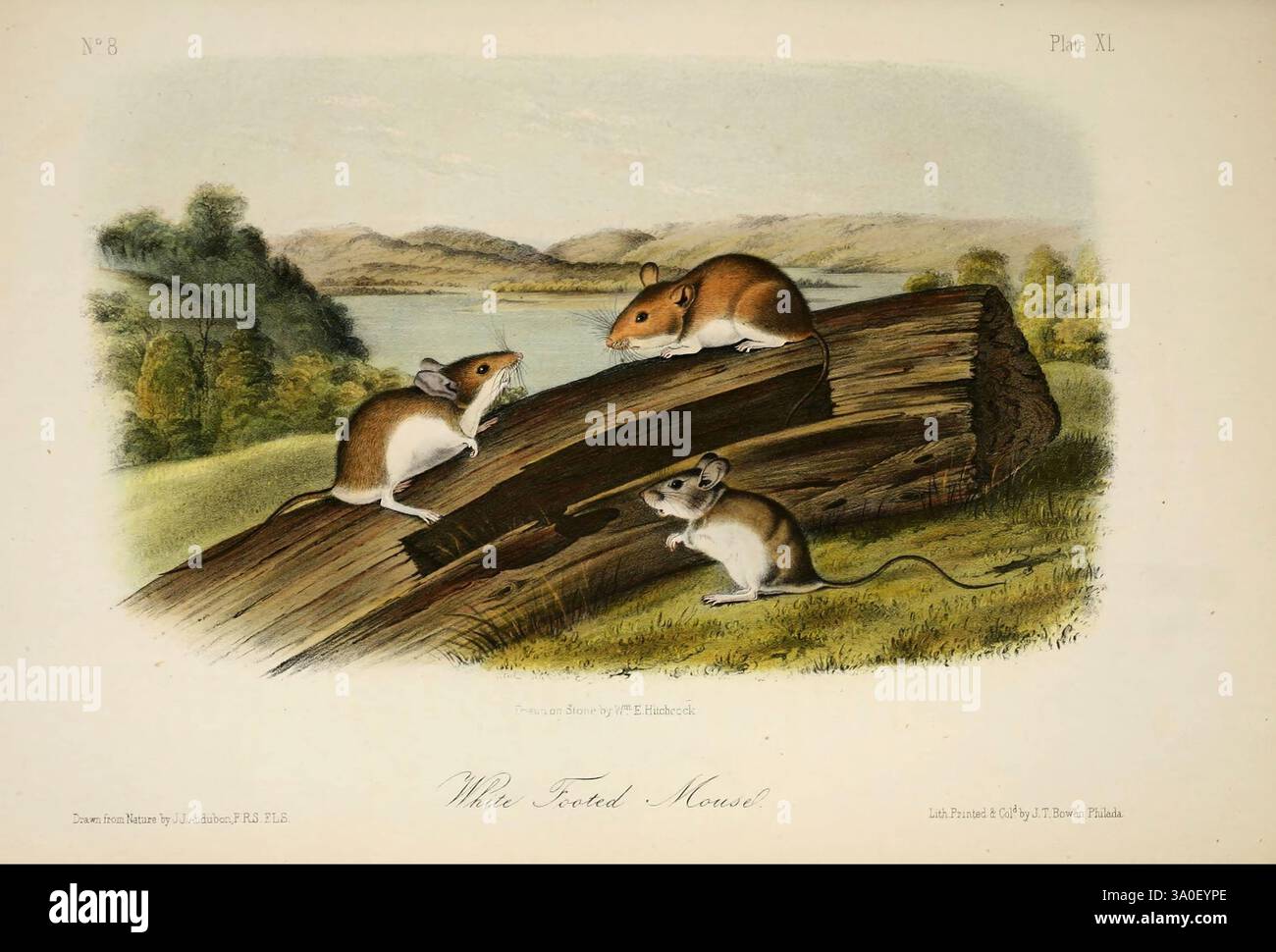 Trio of white footed mice interacts hi-res stock photography and images ...