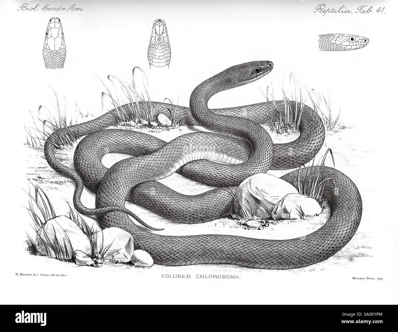 Biologia Centrali-Americana, London, 1879-1915. Archaeology, Botany ...