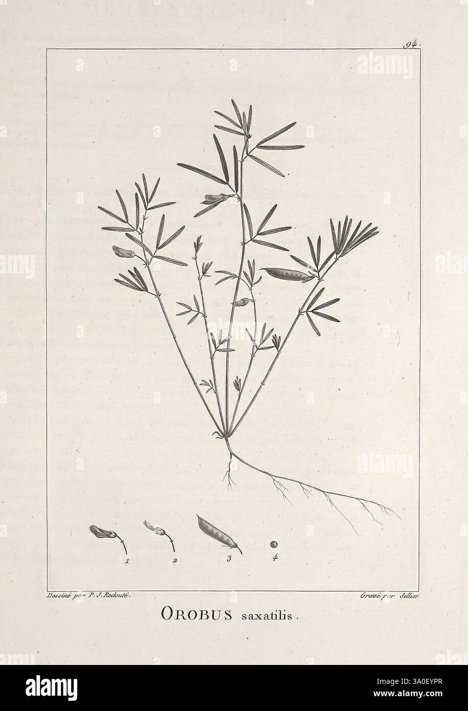 Orobus mandschuricus hi-res stock photography and images - Alamy