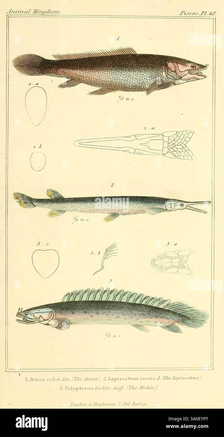 The animal kingdom arranged according to its organization serving as a ...