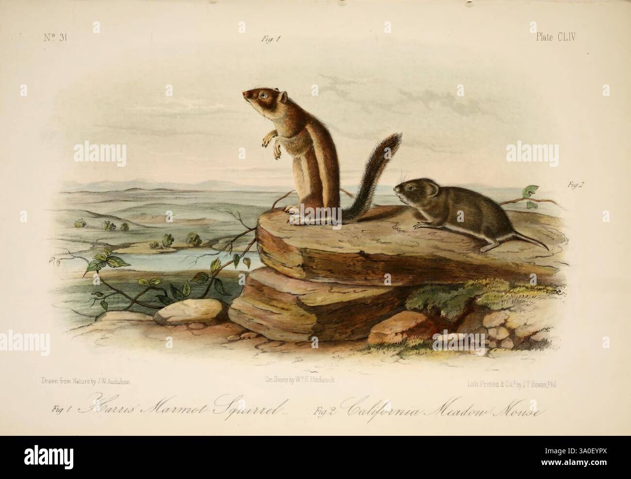 The quadrupeds of North America, New York, V.G. Audubon, 1851-54, mouse ...