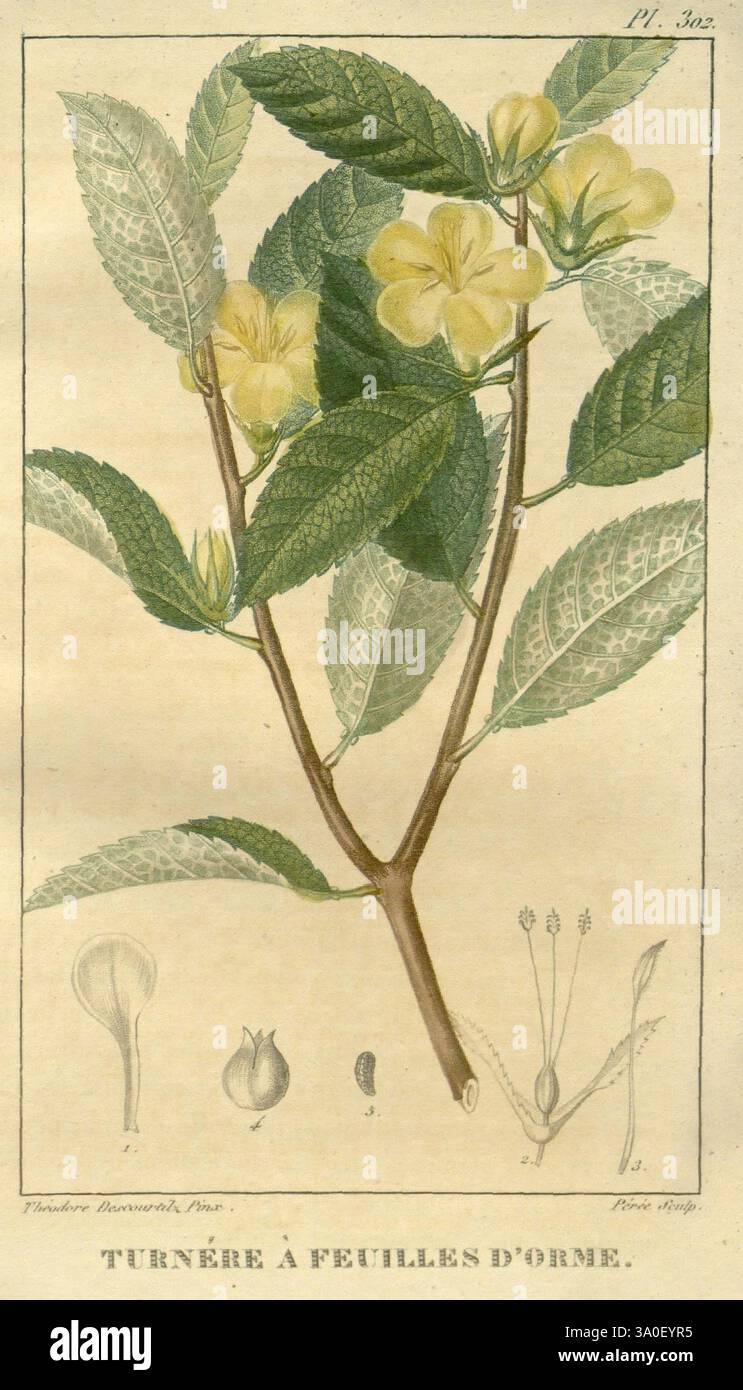 Flore médicale des Antilles, Traité des plantes usuelles, Paris ...
