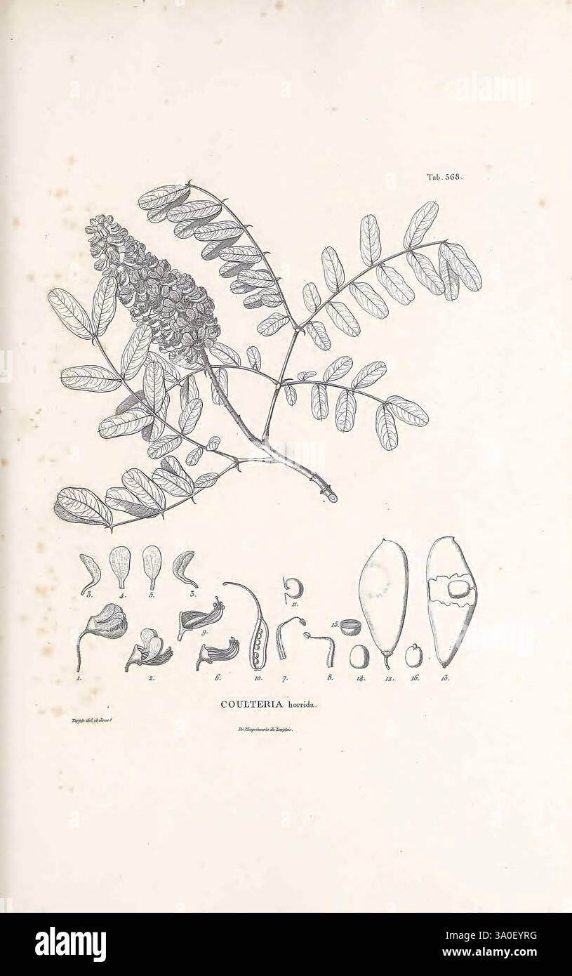 Detailed drawings of various stages hi-res stock photography and images ...