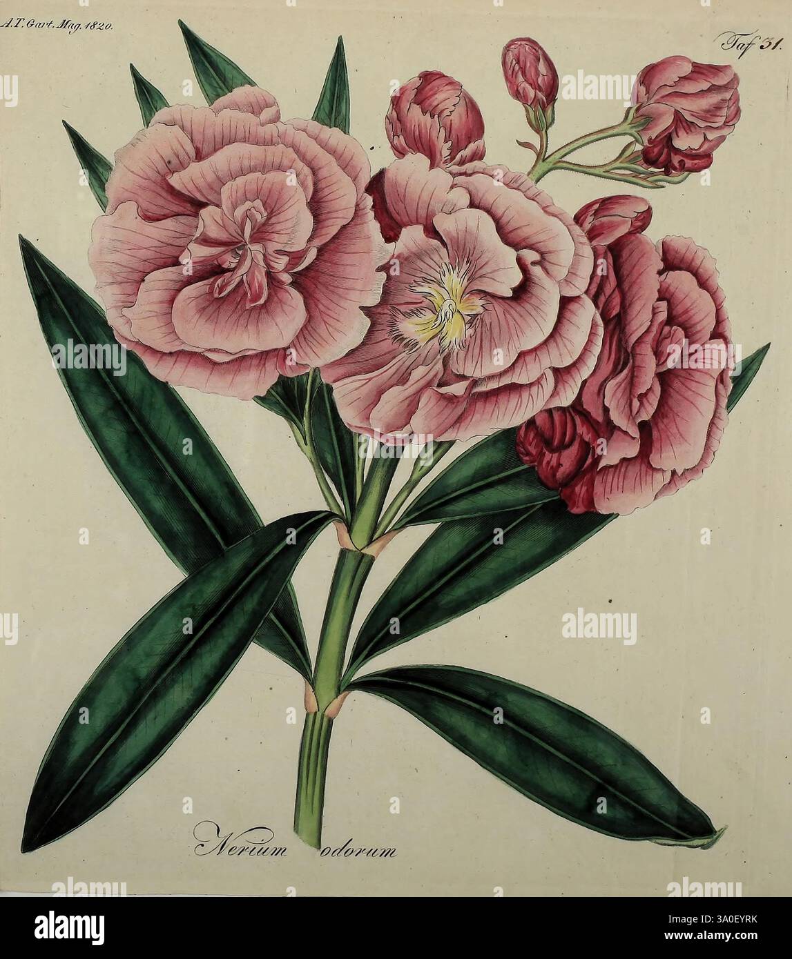 Arrangement of nerium oleander blooms in various shades of pink hi-res ...