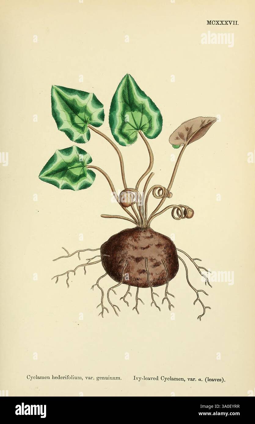Botanical drawing of cyclamen hederifolium hi-res stock photography and ...
