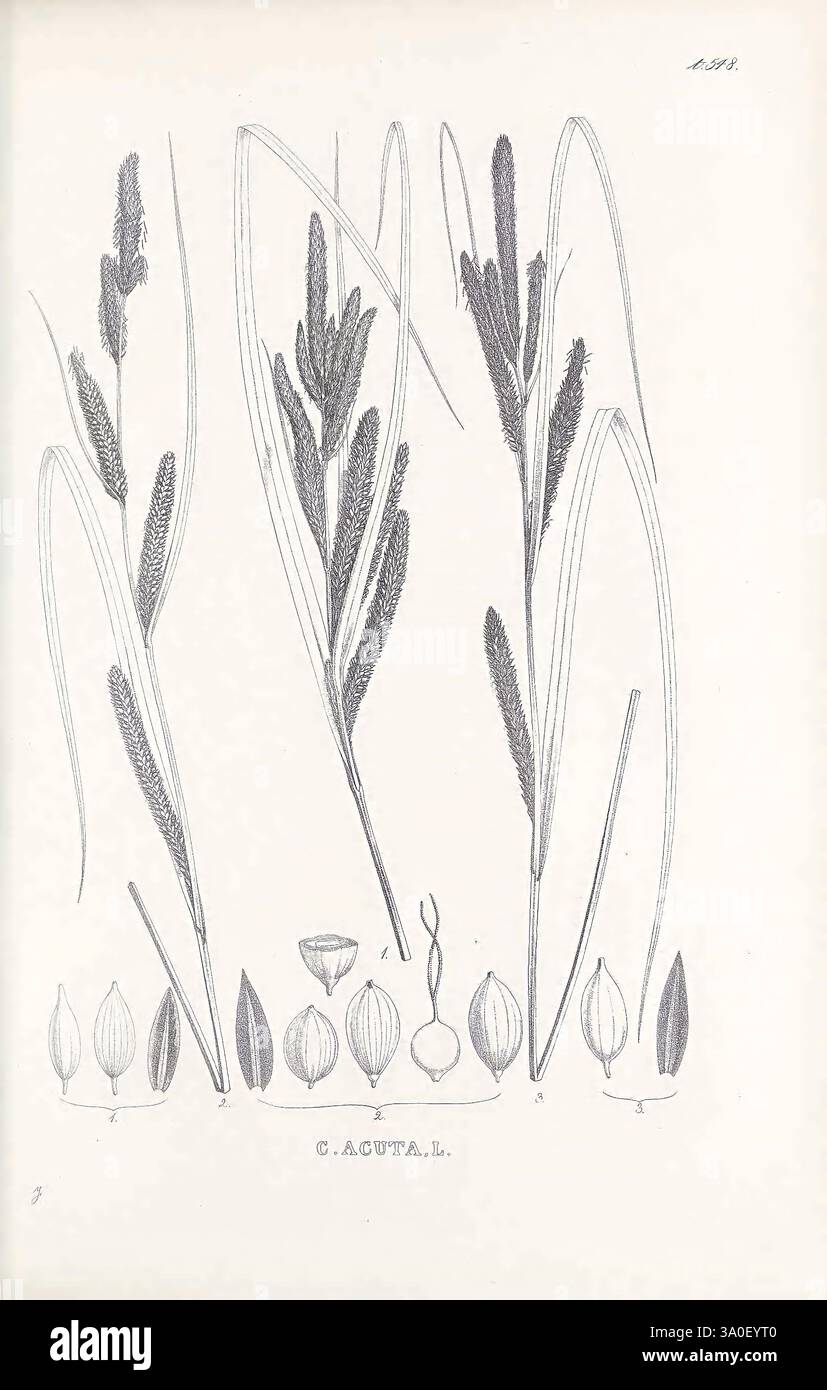 Illustrations, of, the, genus, Carex, London, William, Pamplin, 1858 ...