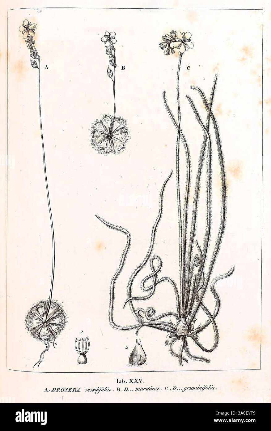 Labeled section displays distinct morphological characteristics hi-res ...