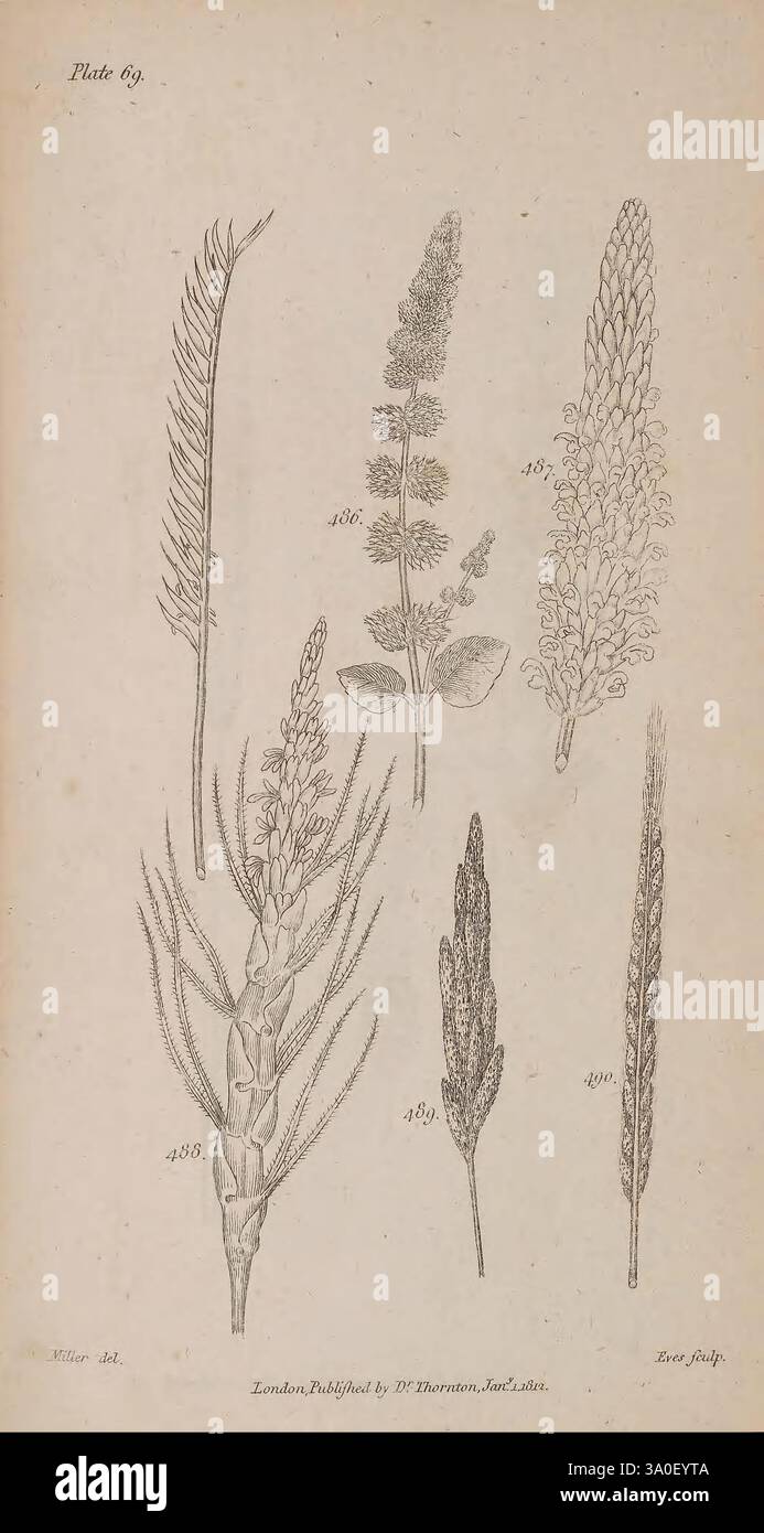 Shapes typical of diverse flora hi-res stock photography and images - Alamy