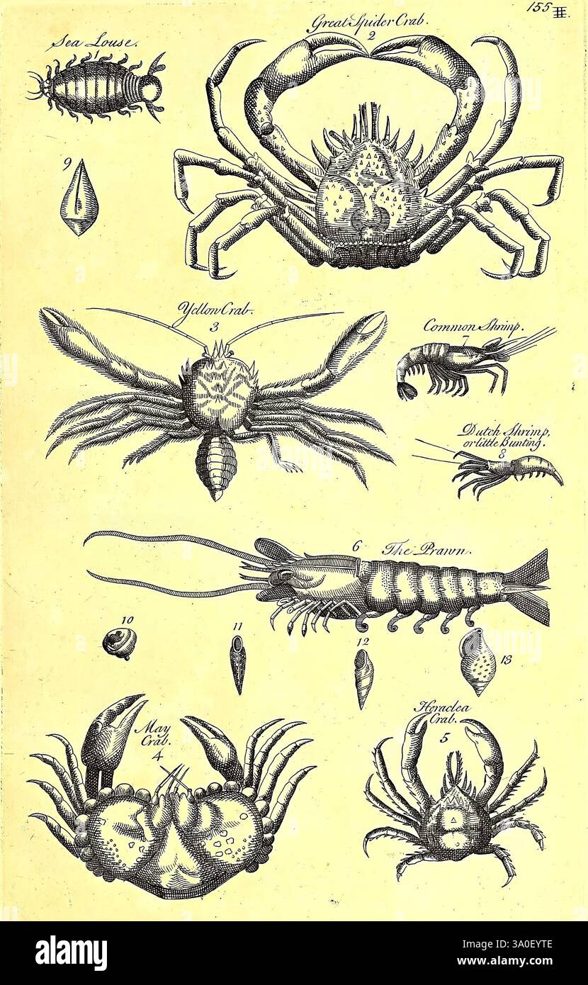 Jacobi Petiveri Opera, historiam naturalem spectantia, 1767, natural ...