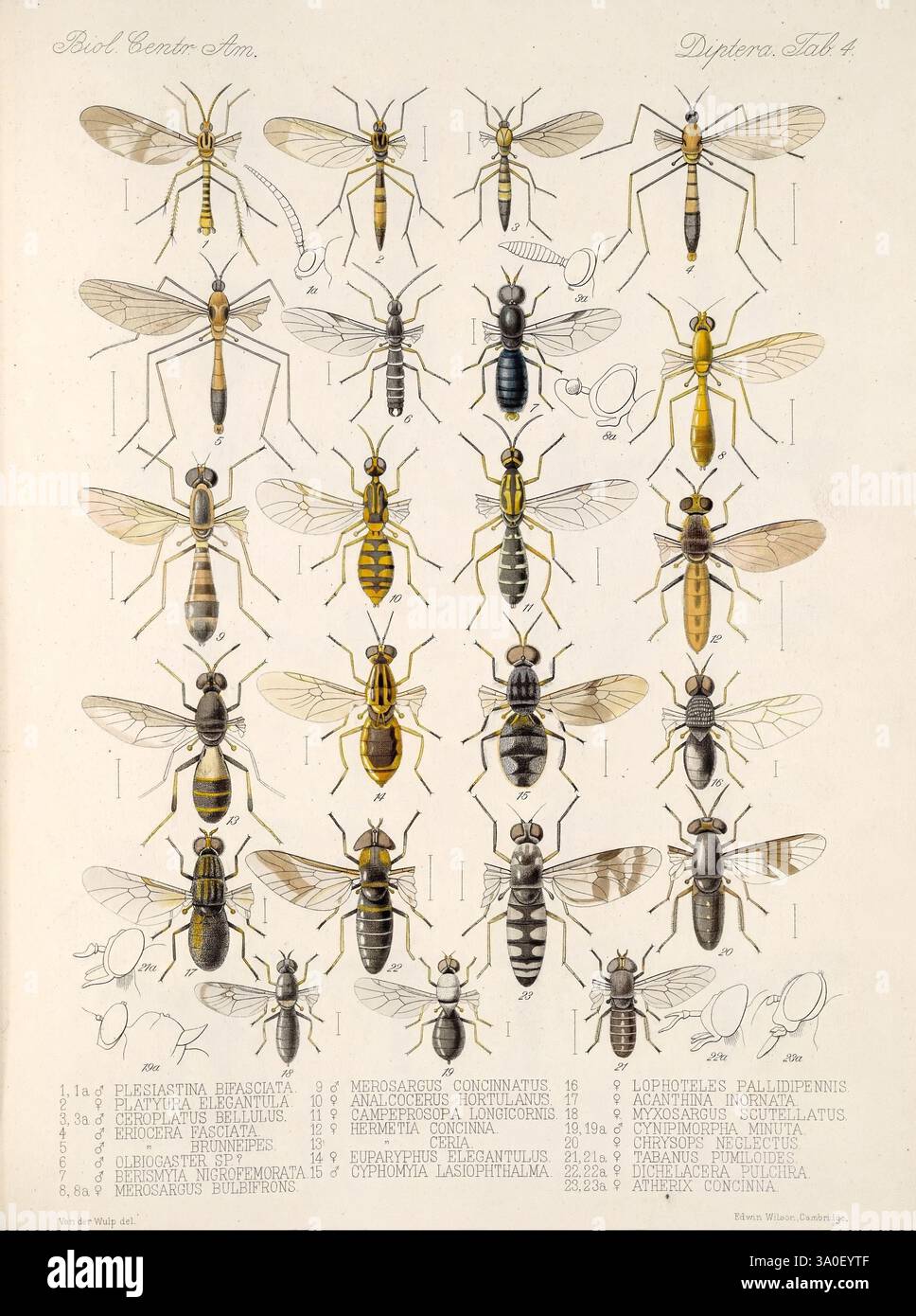 Detailed collection of various species of wasps hi-res stock ...