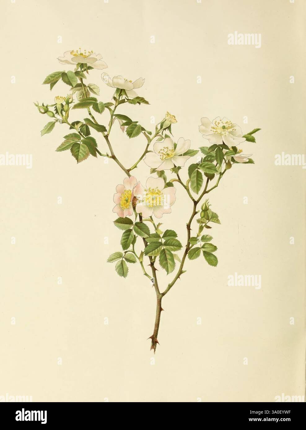 Creamy white flowers interspersed hi-res stock photography and images ...