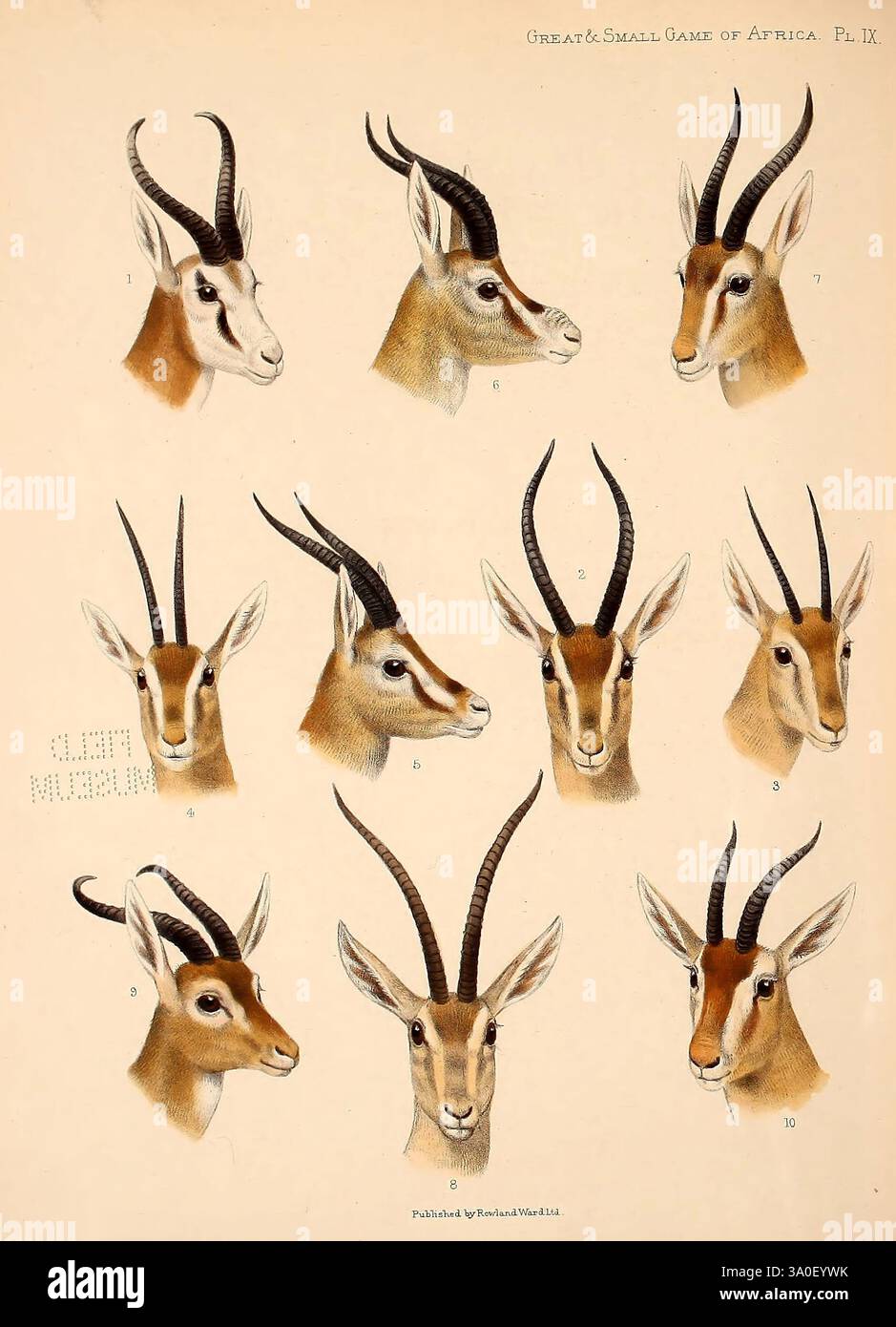 Top row displays five different antelope heads hi-res stock photography ...