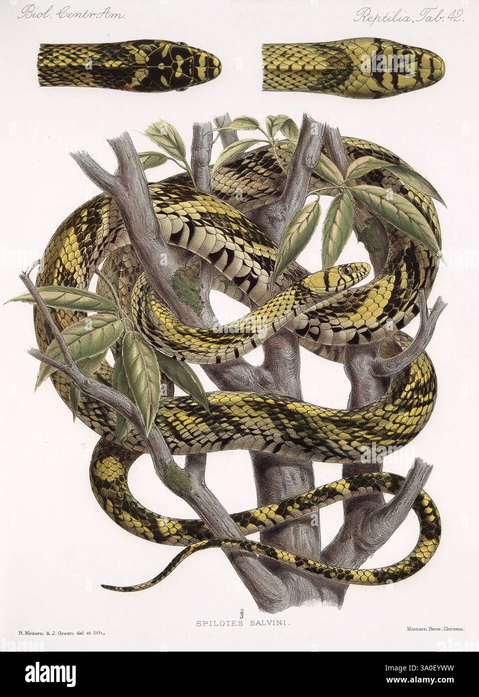 Biologia Centrali-Americana, London, 1879-1915, archaeology, botany ...