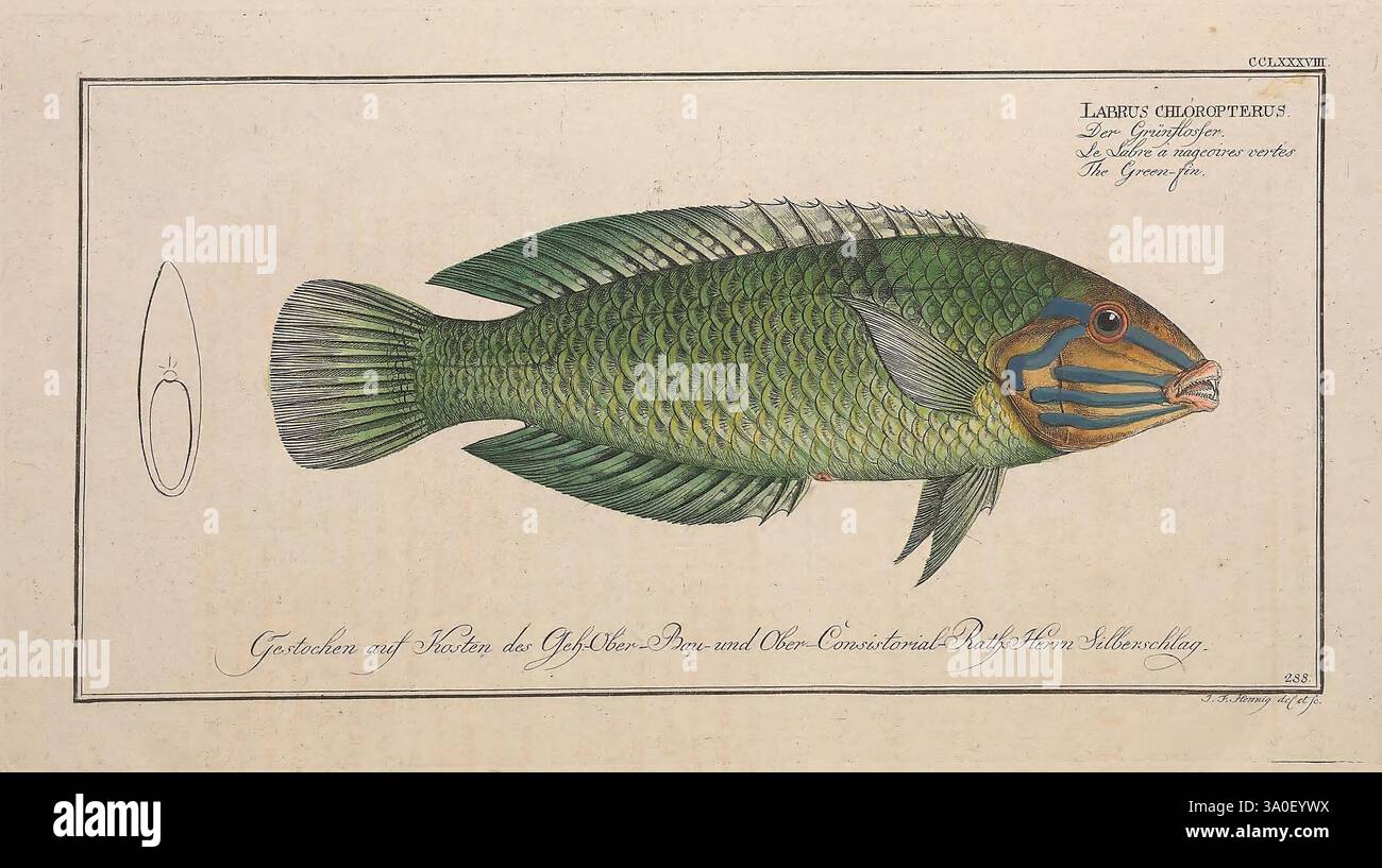 1785 1797 fishes germany hi-res stock photography and images - Alamy