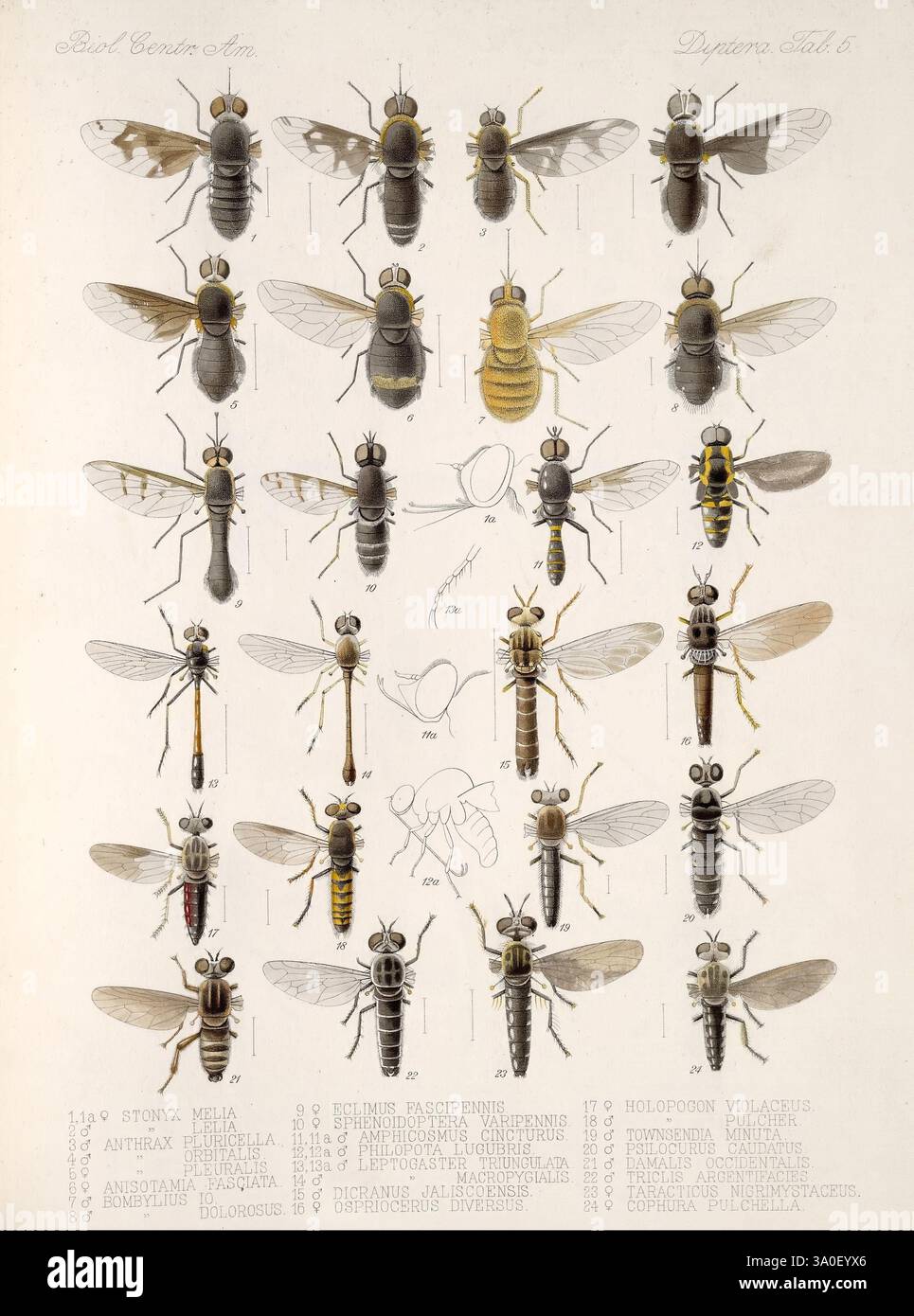 Biologia Centrali-Americana London, 1879-1915 archaeology, botany ...