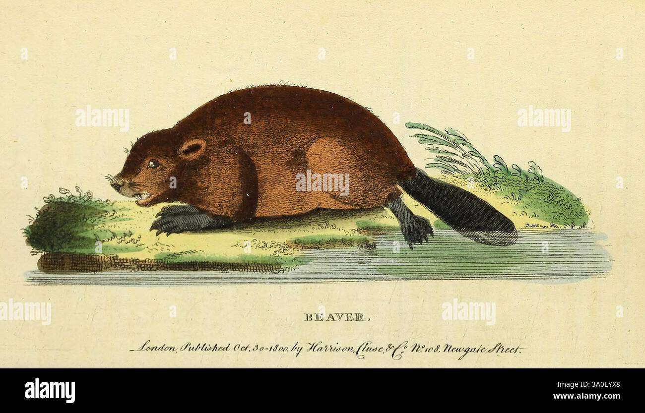 The, Naturalist's, Pocket, Magazine, or Compleat, Cabinet, of, the ...