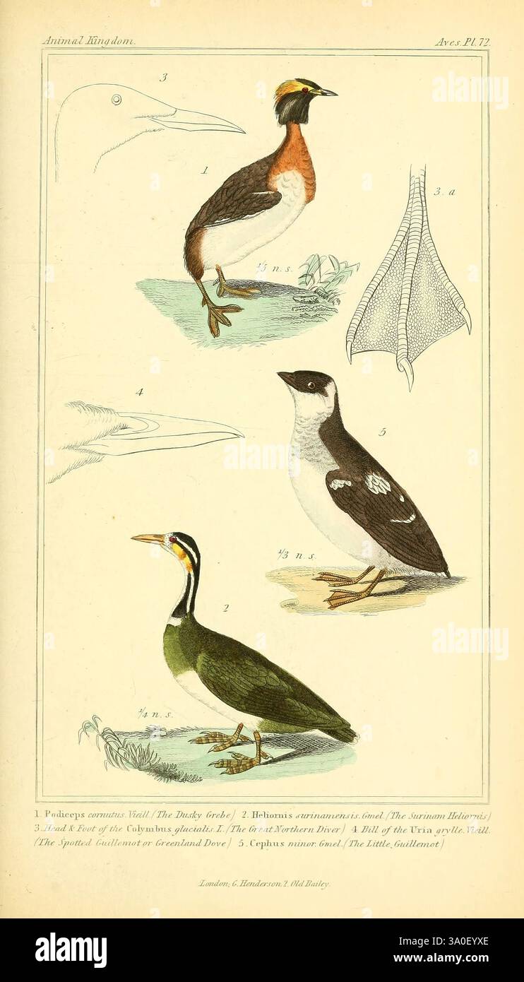 The animal kingdom arranged according to its organization serving as a ...